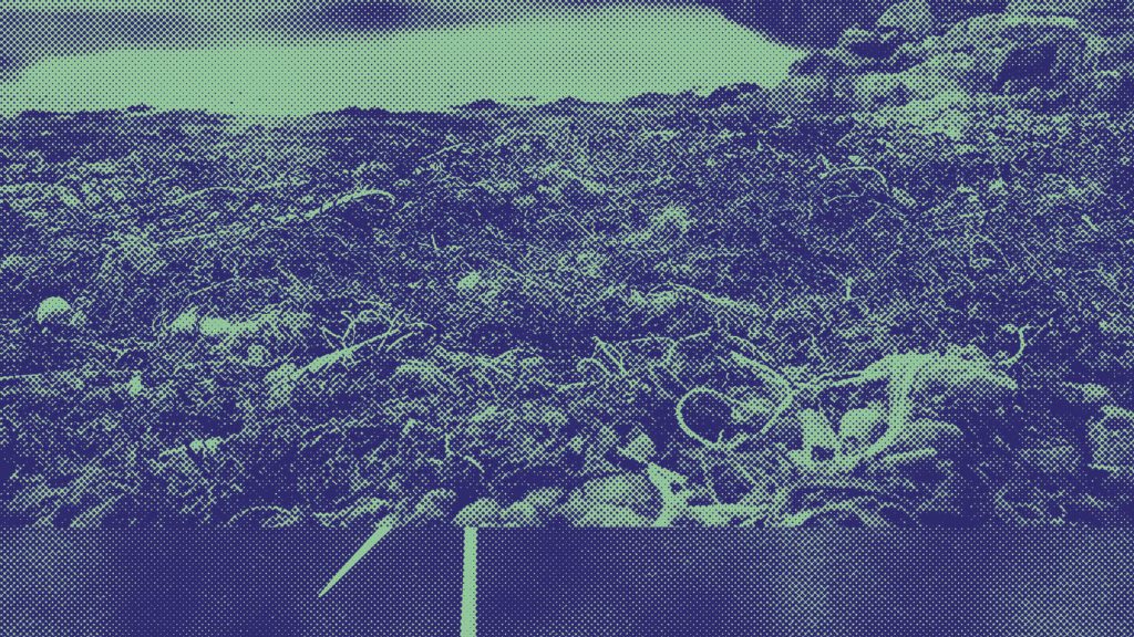 Earth Fellows - Edinburgh Earth Initiative